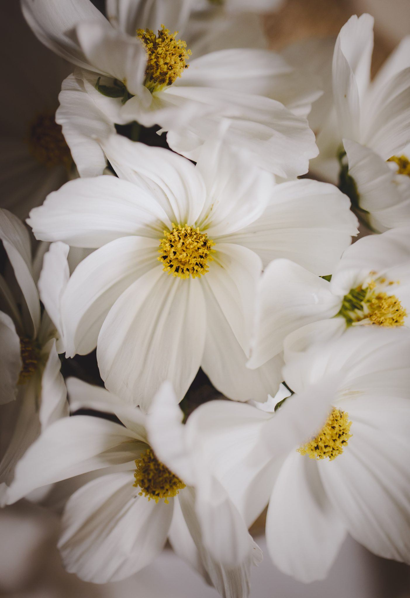 Comparing Image Quality: DSLR vs Compact Camera vs iPhone - CHRISTINA GREVE