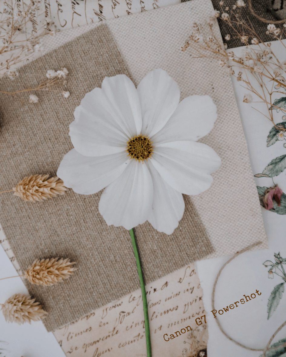 Comparing Image Quality: DSLR vs Compact Camera vs iPhone - CHRISTINA GREVE